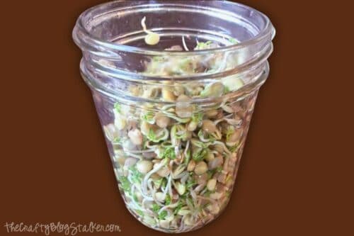 How to Grow Sprouts in Your Kitchen - The Crafty Blog Stalker