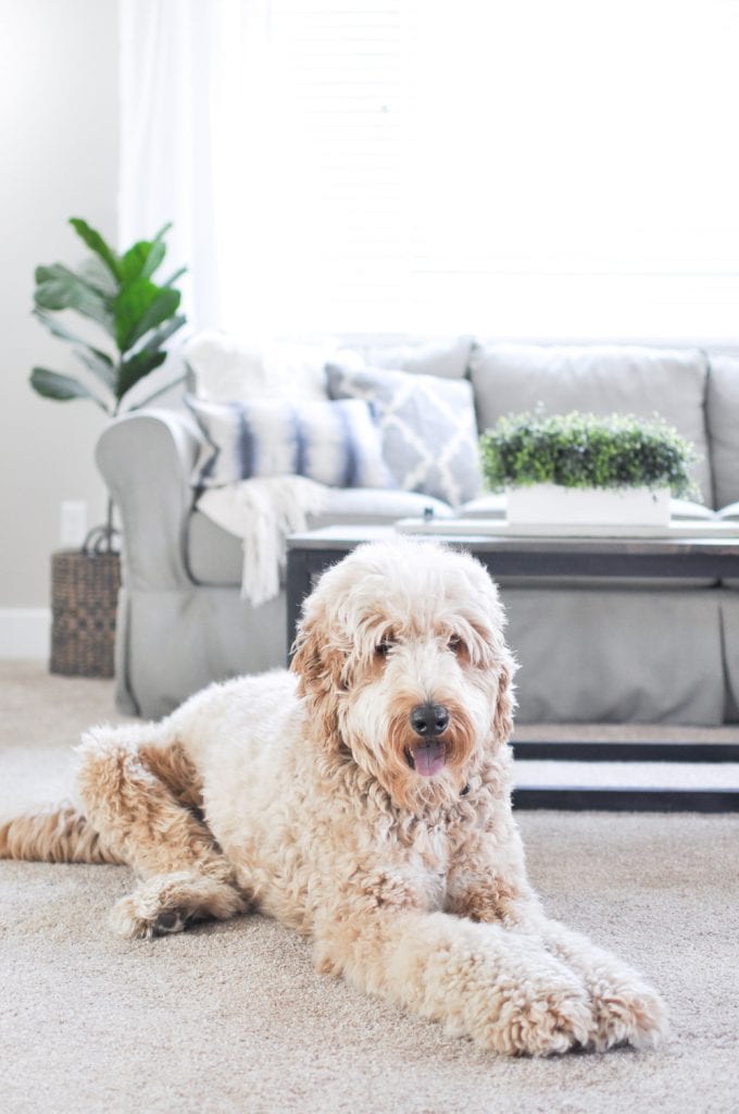 The Best Pet Proof Carpet for your Home - The Crafty Blog Stalker