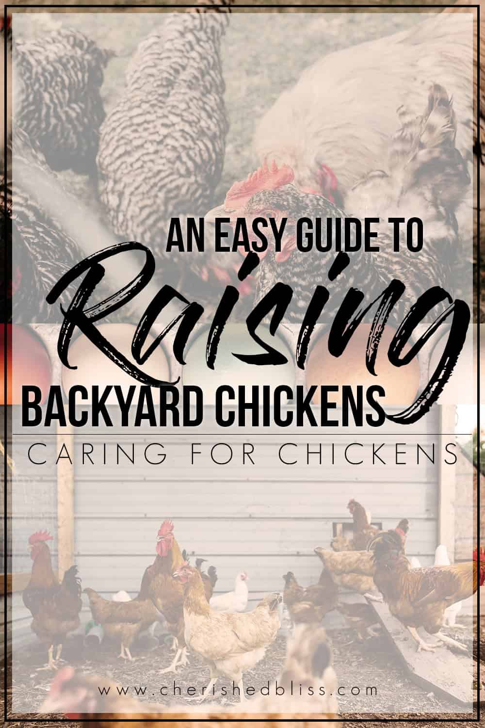 How to Easily Take Care of Chickens - The Crafty Blog Stalker