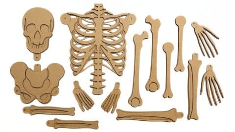 Make a Spooky Skeleton with Laser-Cut SVG Craft